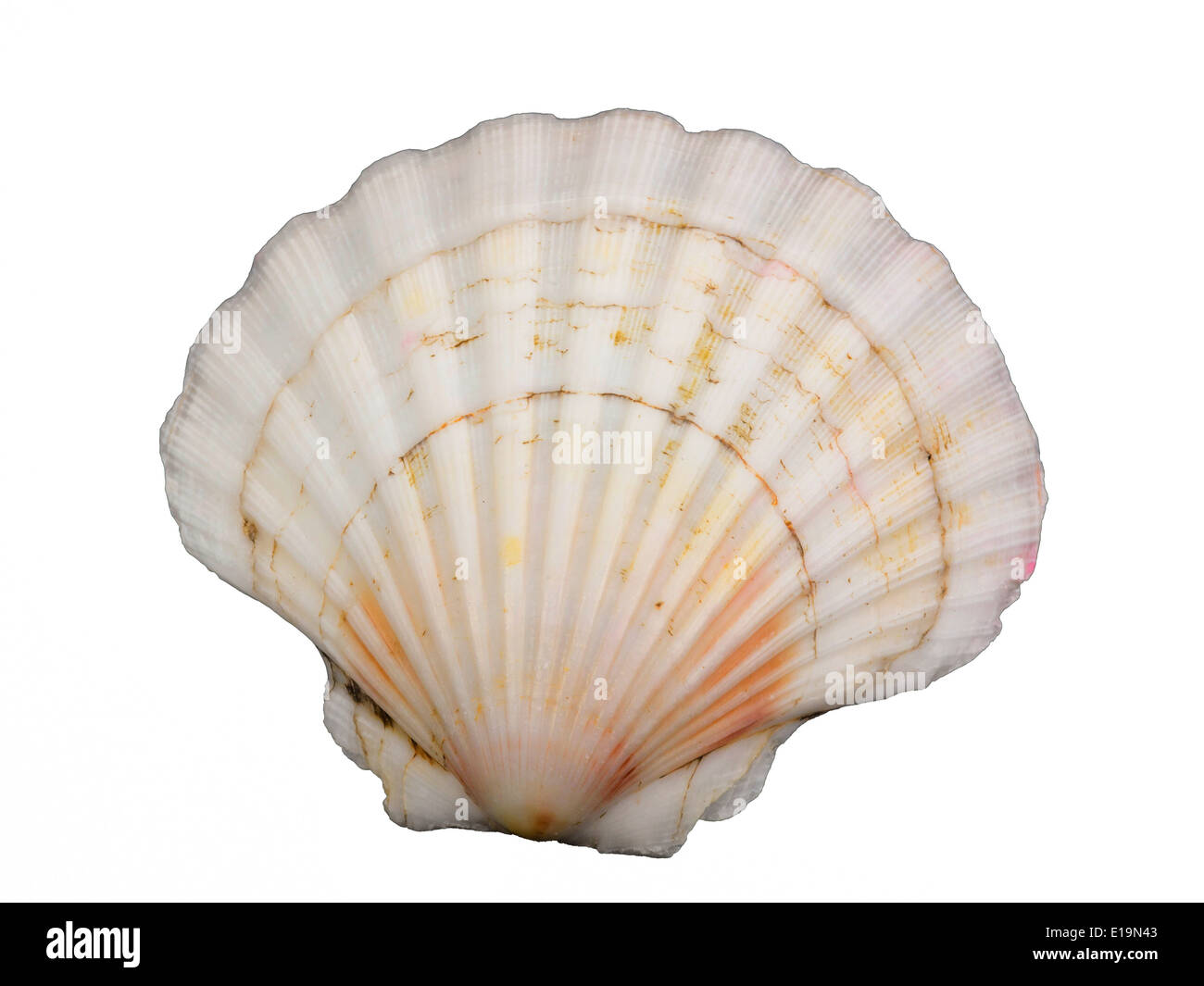 white shellfish isolated on white background Stock Photo - Alamy