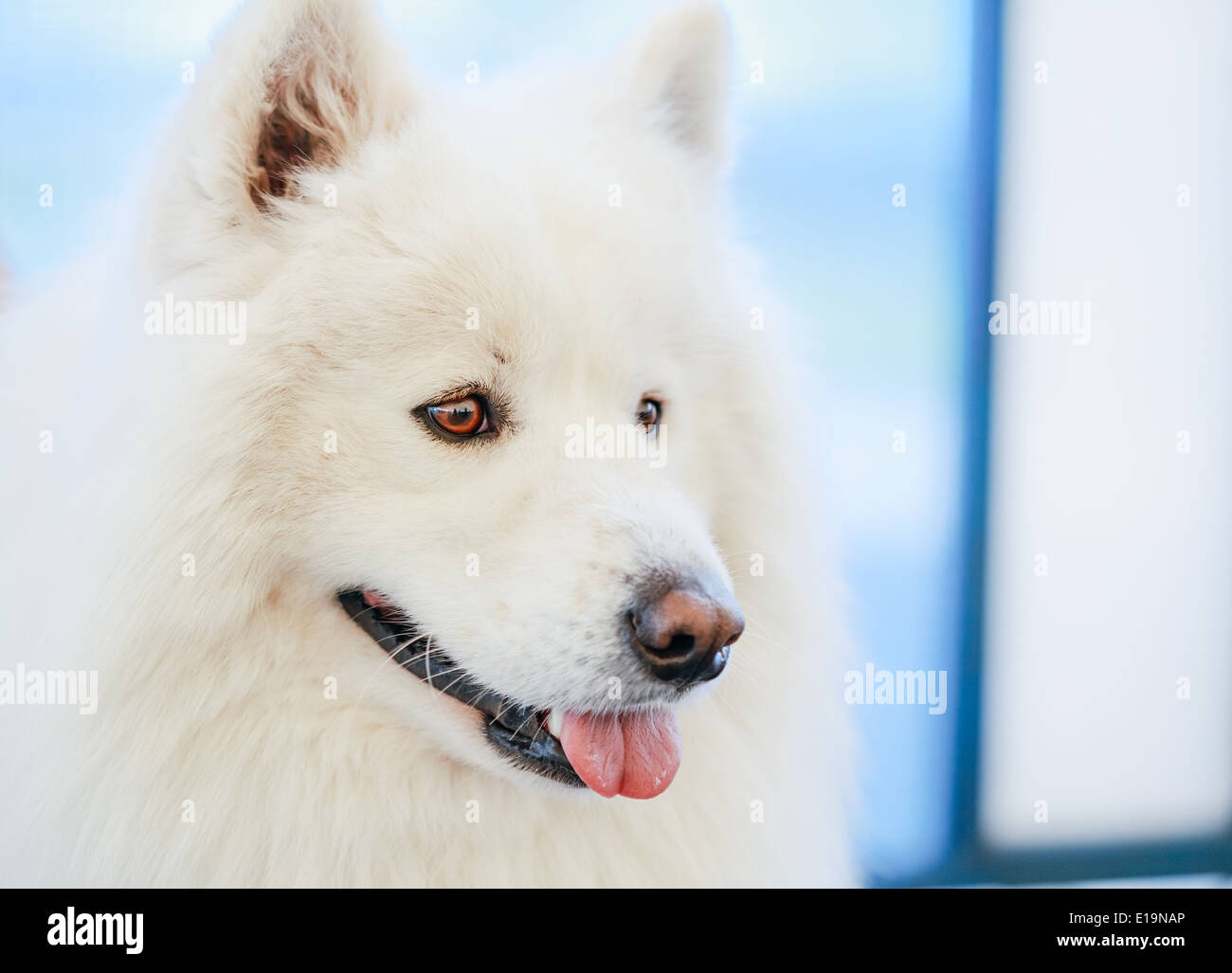 White Samoyed dog close up portrait Stock Photo - Alamy
