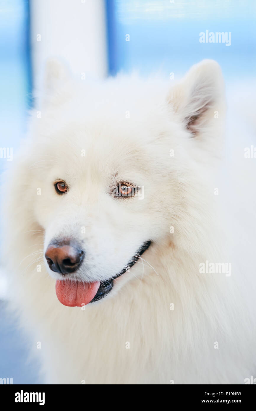 Young beautiful white fluffy samoyed hi-res stock photography and ...