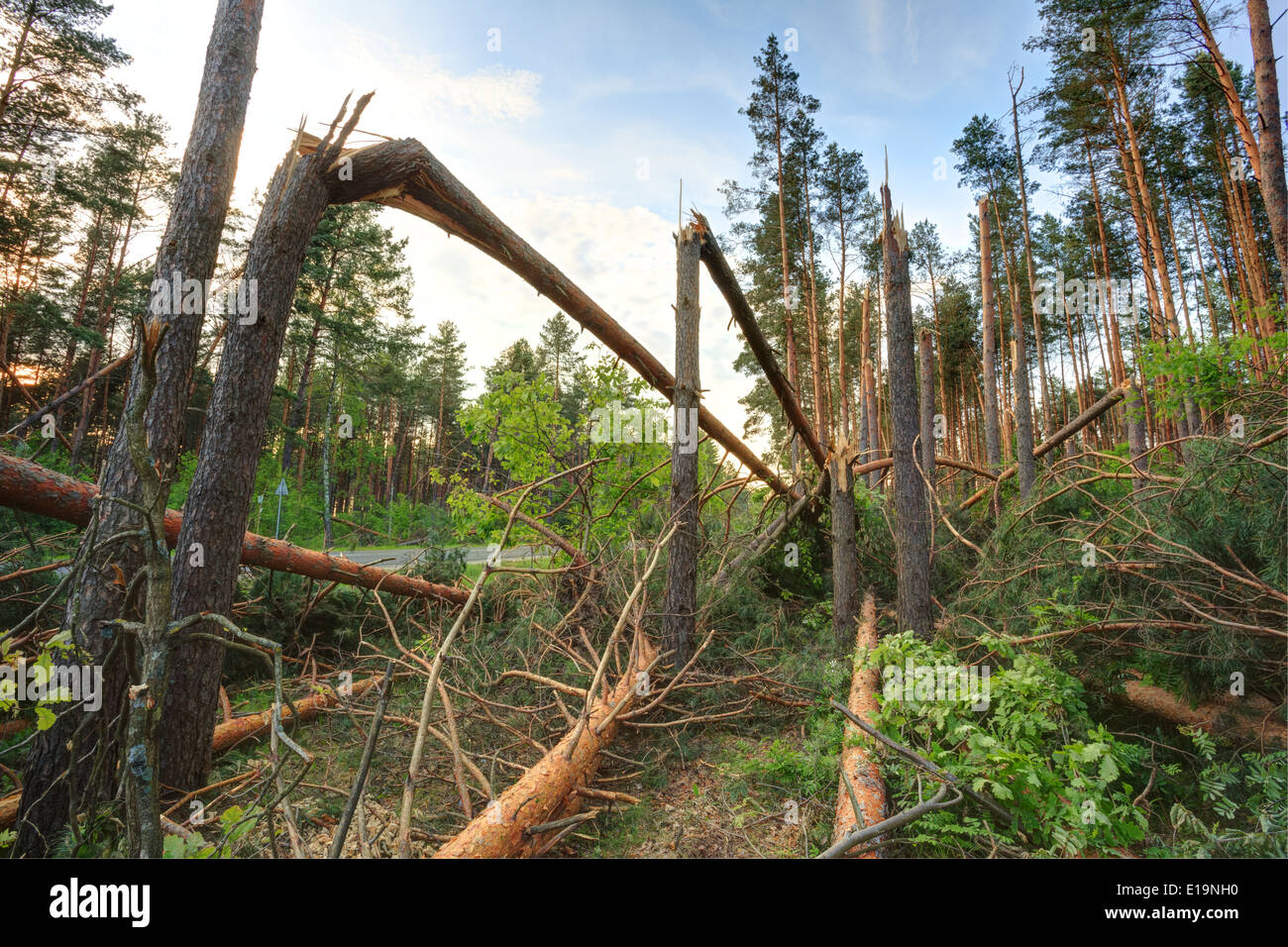 Forest damage tornado hi-res stock photography and images - Alamy