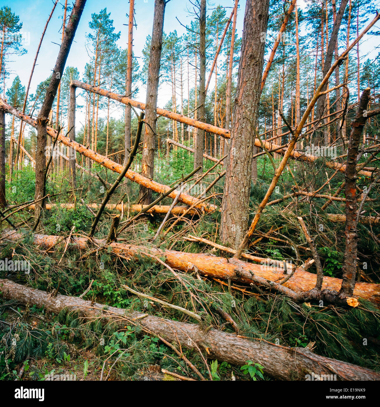 Broken by strong tree roots hi-res stock photography and images - Alamy