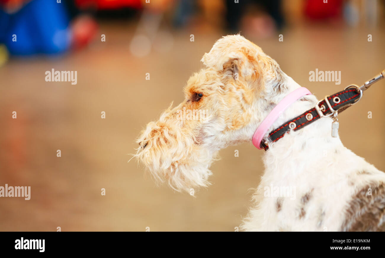 Wire fox terrier hi-res stock photography and images - Alamy