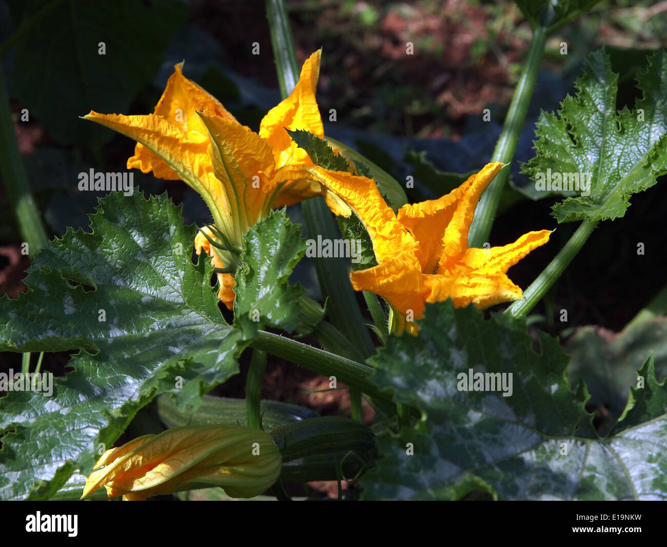 Ecological type hi-res stock photography and images - Alamy