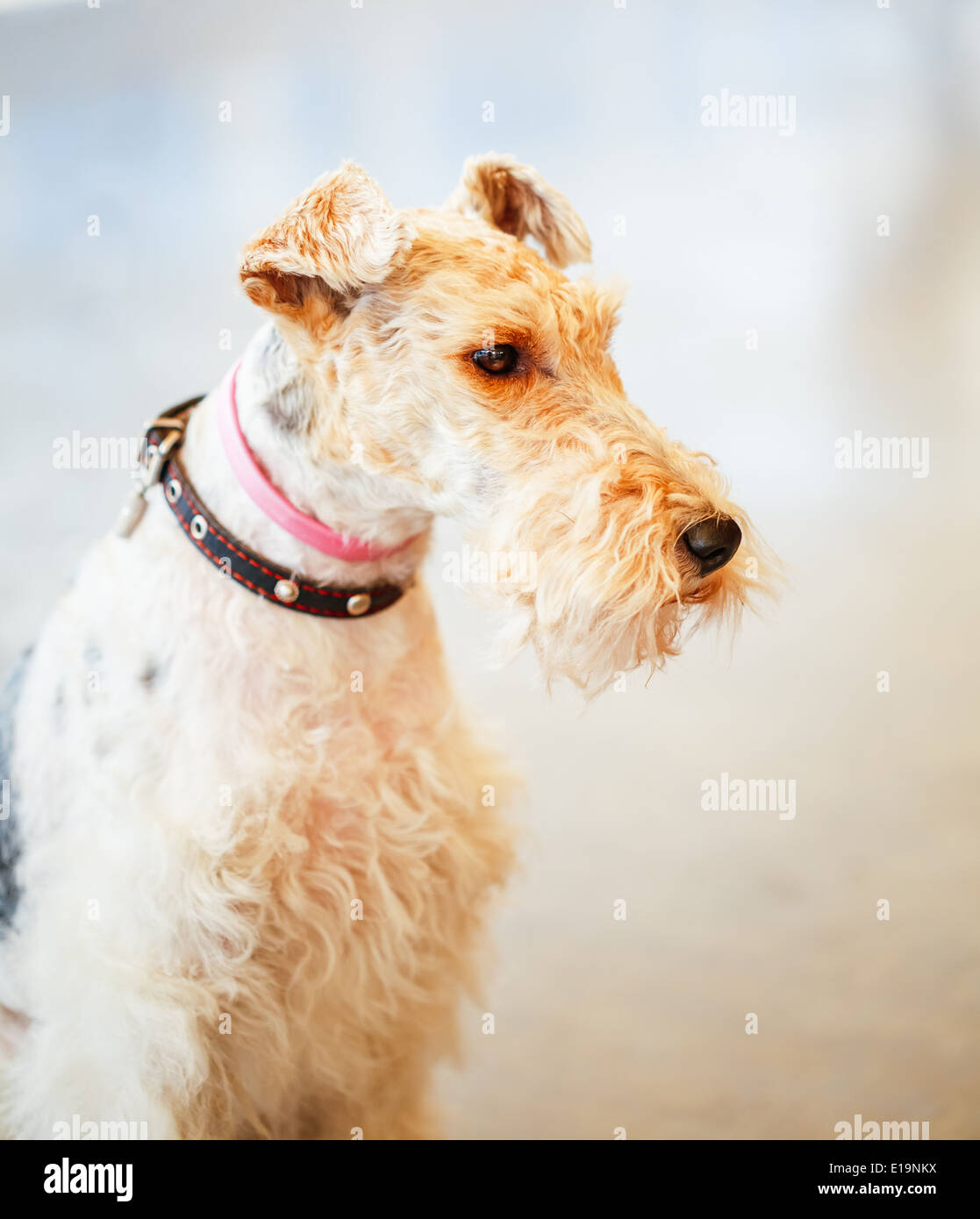 Wire Fox Terrier Close Up Indoor Portrait Stock Photo - Alamy