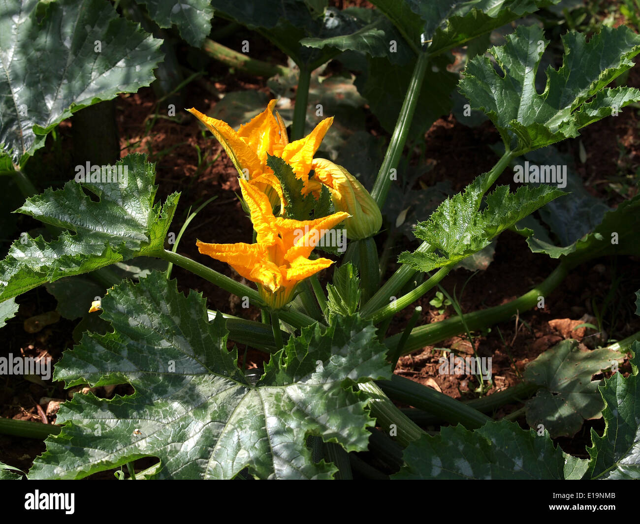 Marrow Type Stock Photos & Marrow Type Stock Images - Alamy