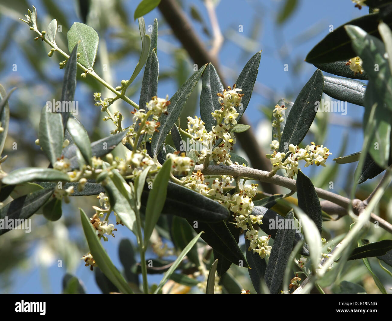 Olive branch sunlight in tree hi-res stock photography and images - Alamy
