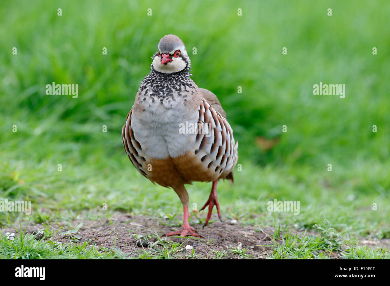 Red-legged partridge, Alectoris rufa, single bird on grass ...
