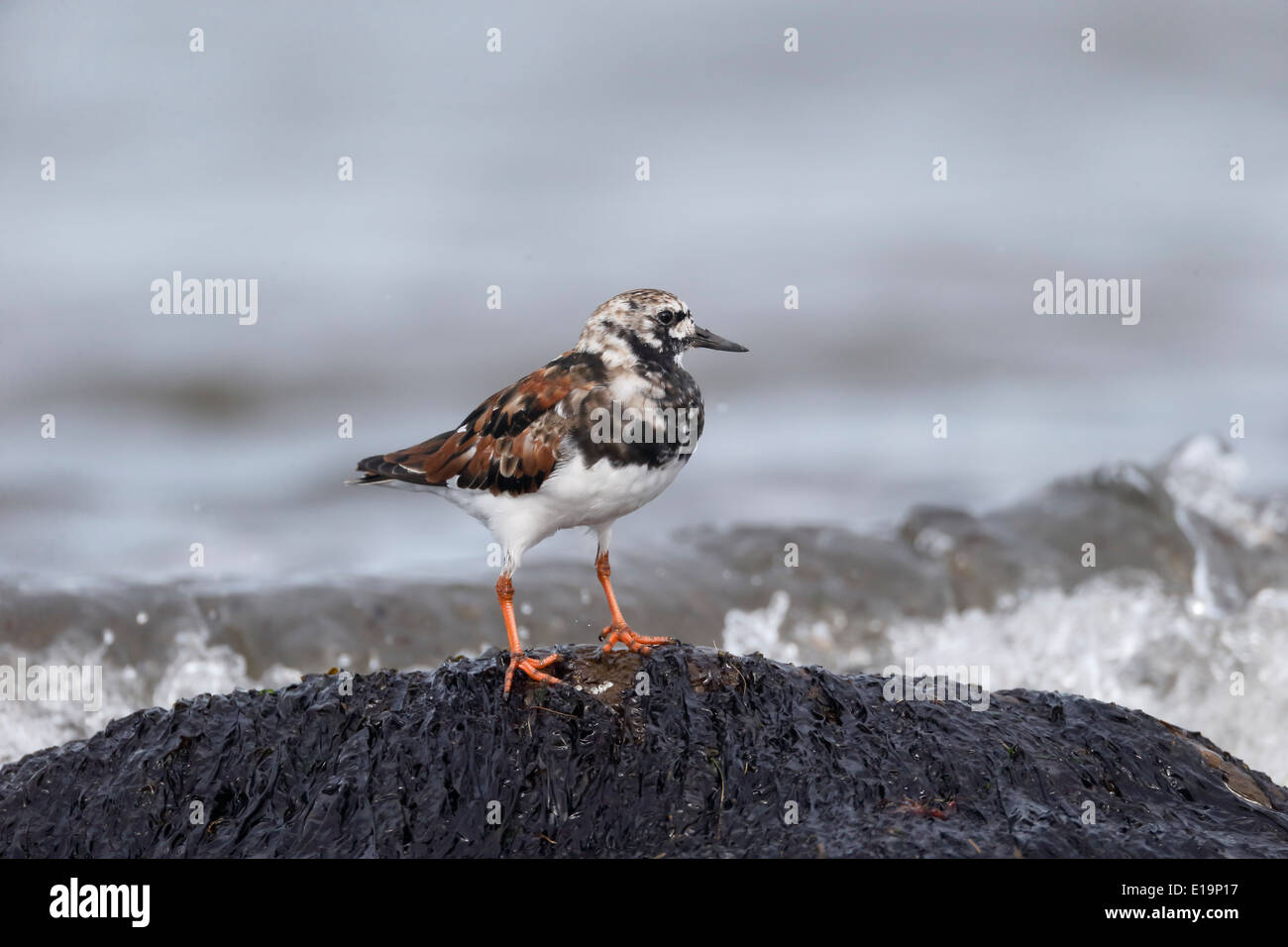 Arenaria hi-res stock photography and images - Alamy
