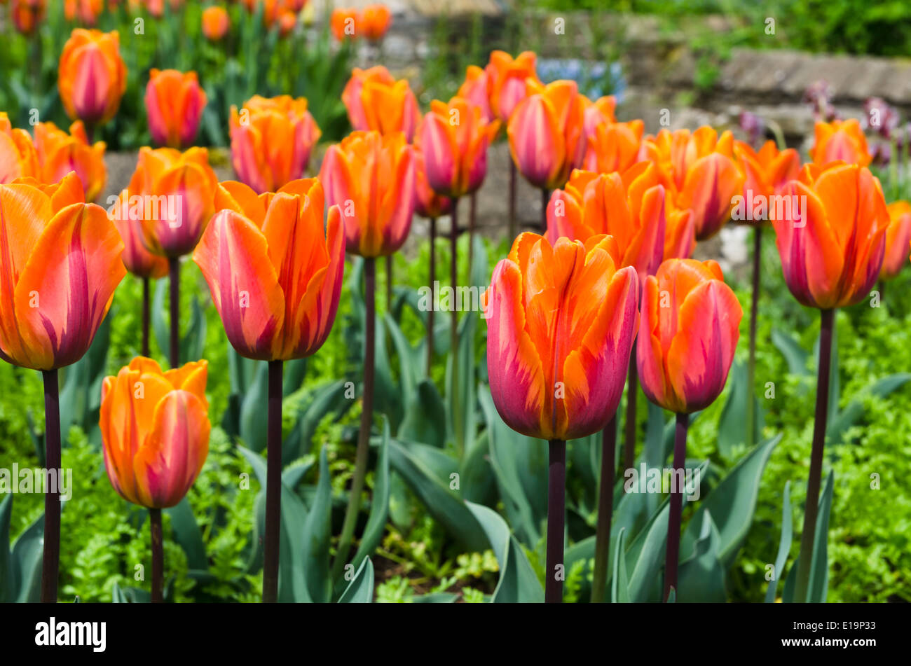 Orange spring bulb hi-res stock photography and images - Alamy