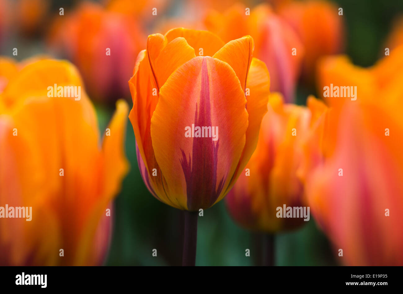 Orange spring bulb hi-res stock photography and images - Alamy