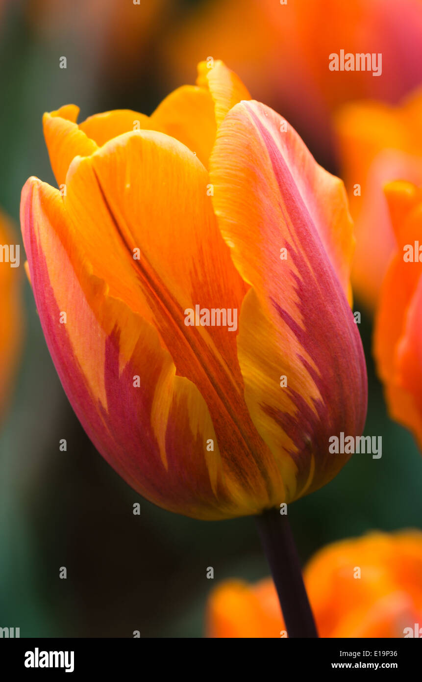 Spring bulb orange hi-res stock photography and images - Alamy