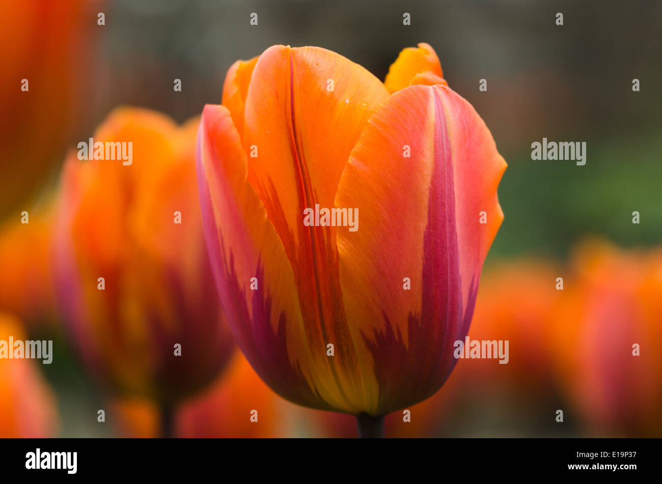 Orange spring bulb hi-res stock photography and images - Alamy