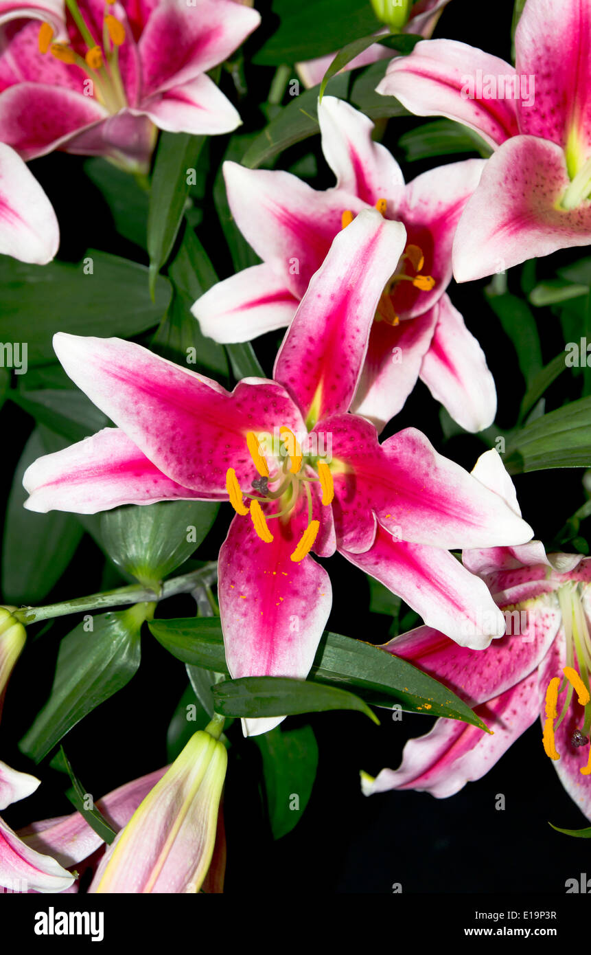 Lily scent hi-res stock photography and images - Alamy