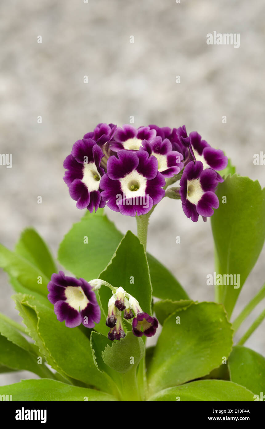 Auricula plant hi-res stock photography and images - Alamy