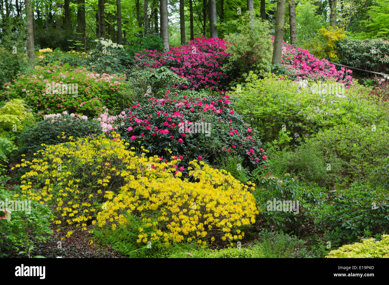 Rhododendron border hi-res stock photography and images - Alamy