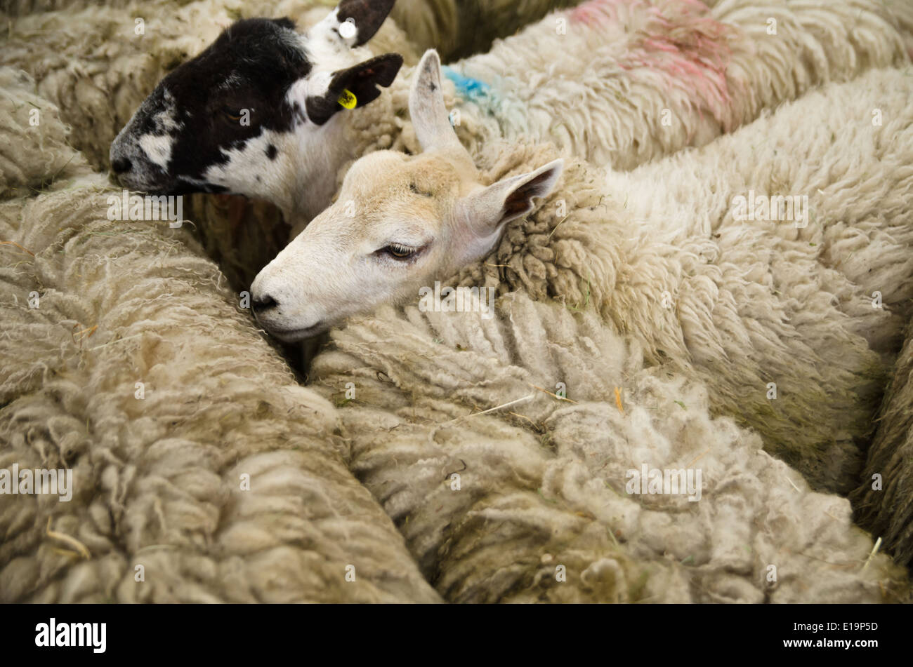 Sheep in a pen Stock Photo - Alamy
