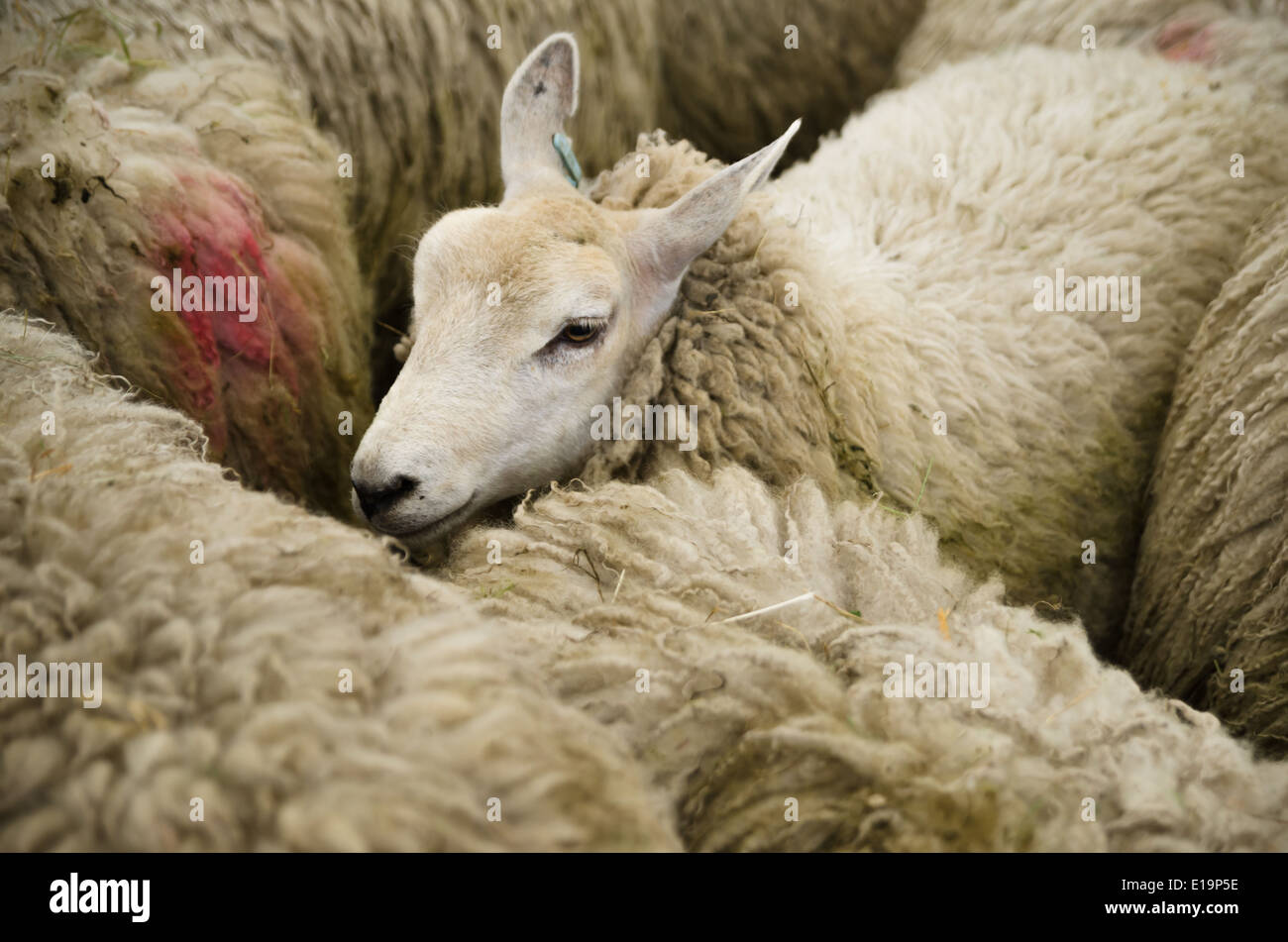 Sheep in a pen Stock Photo - Alamy