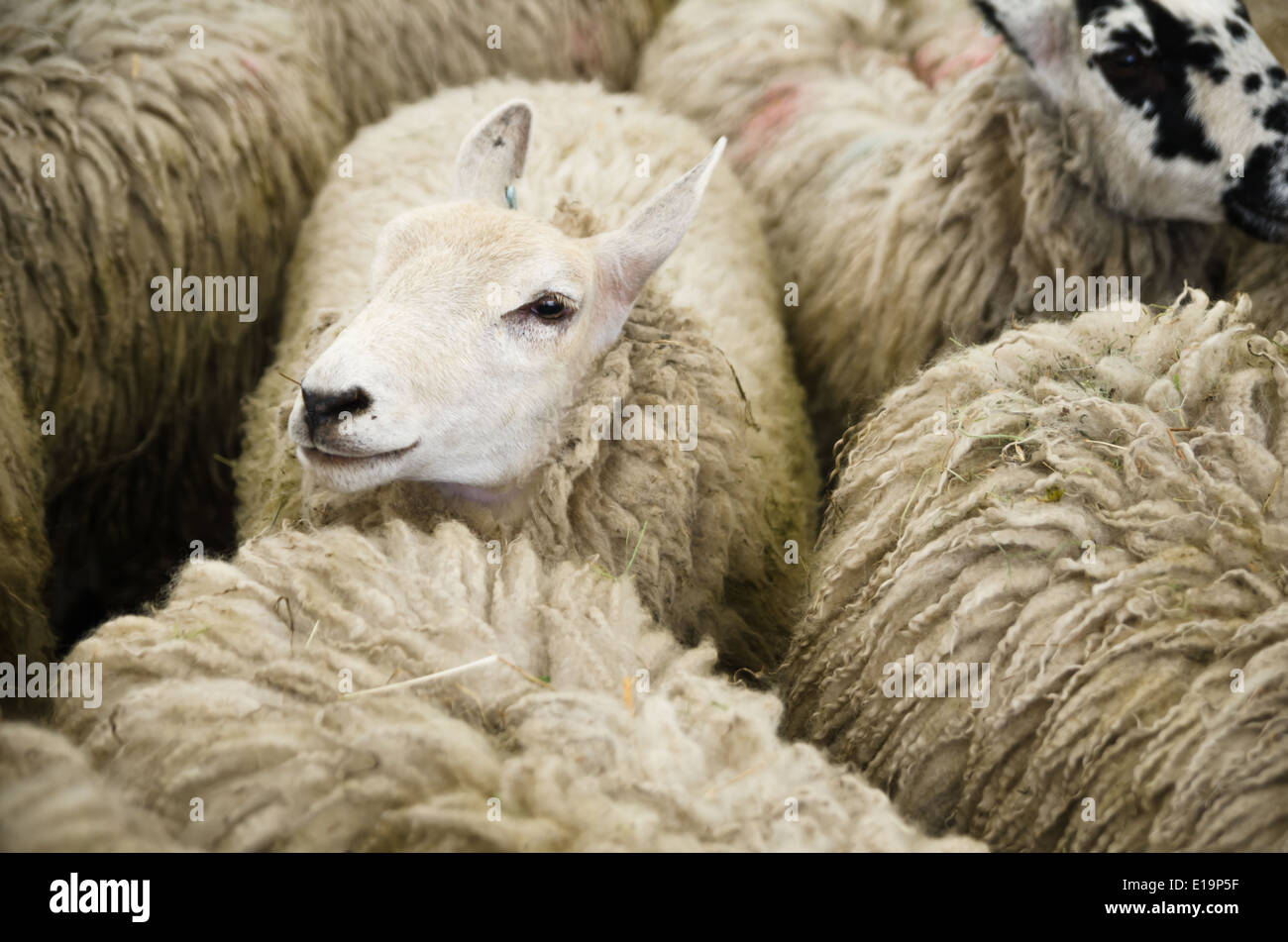 Sheep in a pen Stock Photo - Alamy