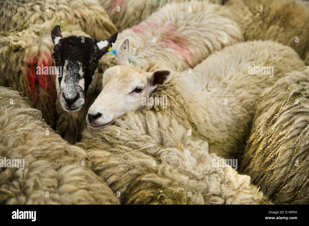 Sheep in a pen Stock Photo - Alamy