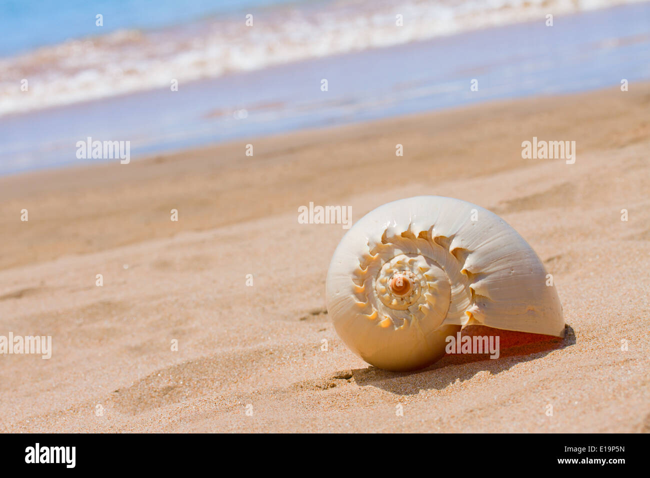 sea shell on a beach Stock Photo - Alamy