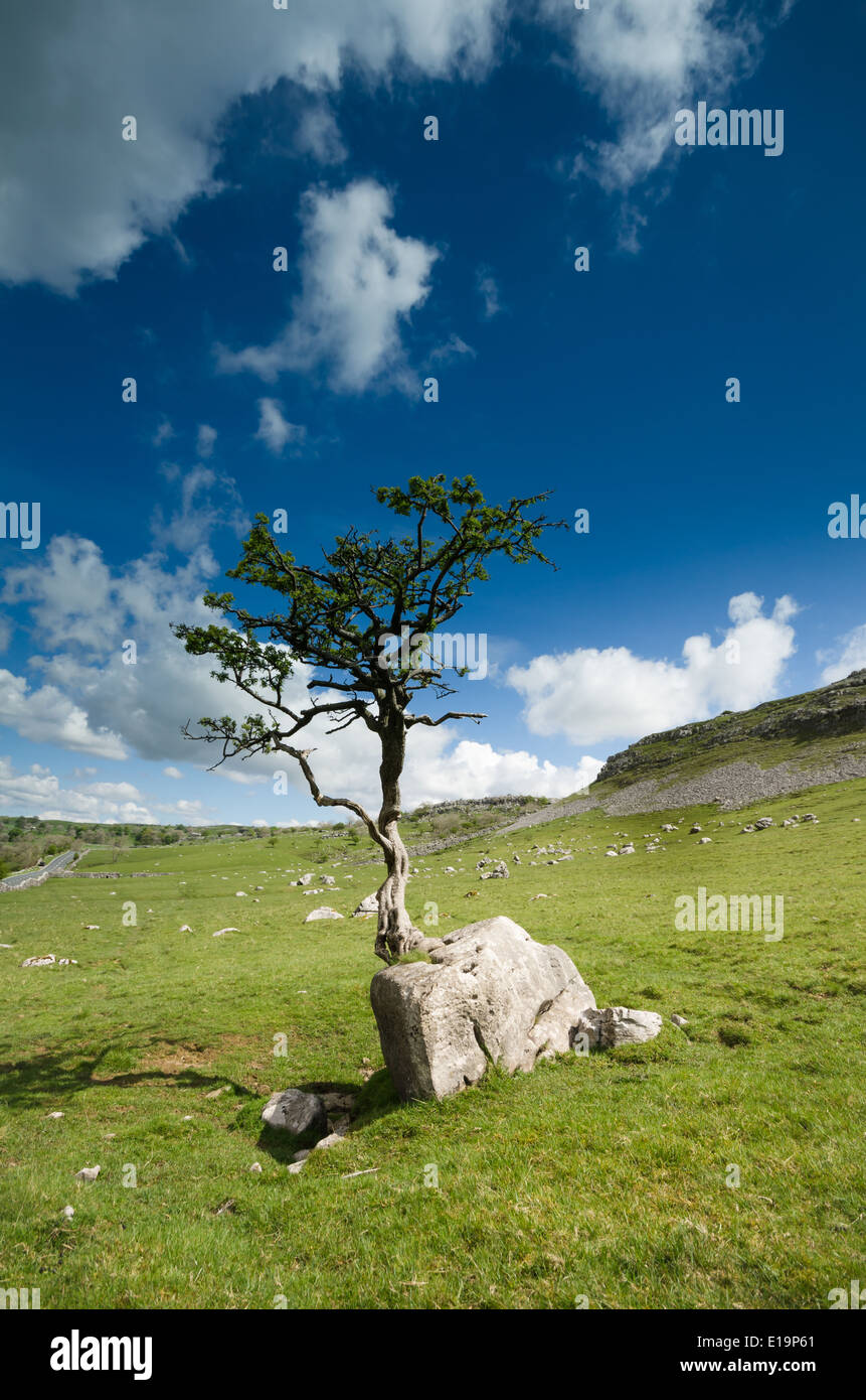 A Hawthorn tree growing on a rock Stock Photo - Alamy