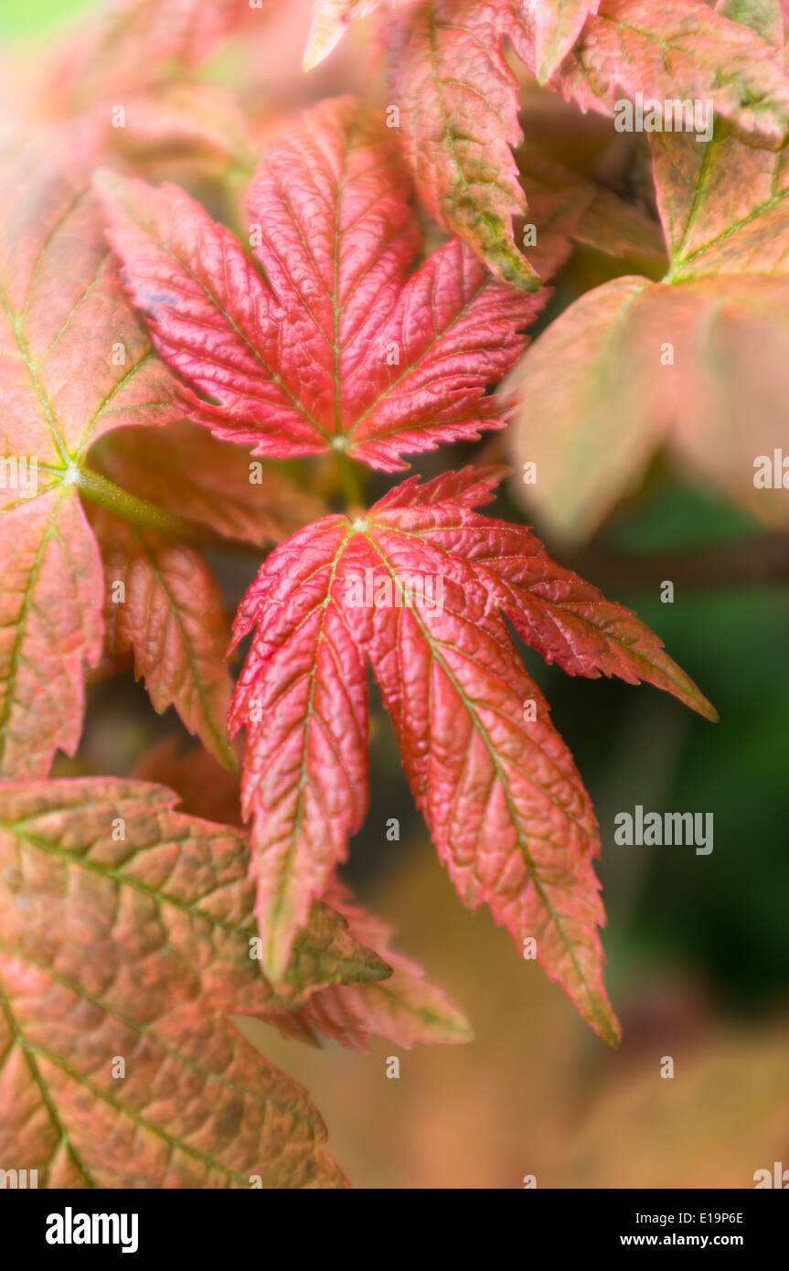 Sycamore tree spring hi-res stock photography and images - Alamy