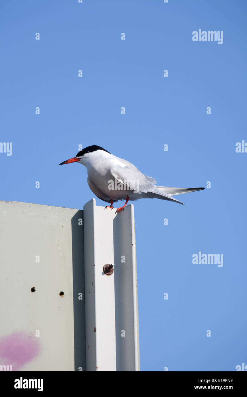 Sterna Hirundo, common tern Stock Photo - Alamy