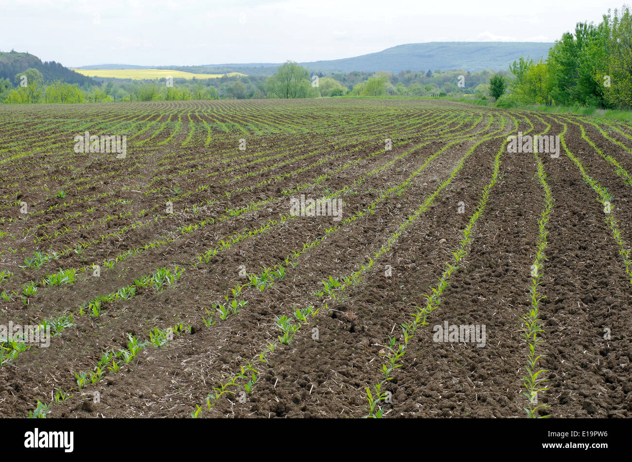 Levels of young corn crop Stock Photo - Alamy