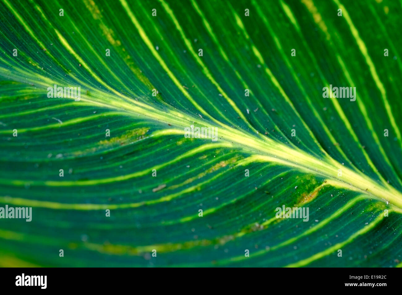 Abstract exotic not usa not posed hi-res stock photography and images ...