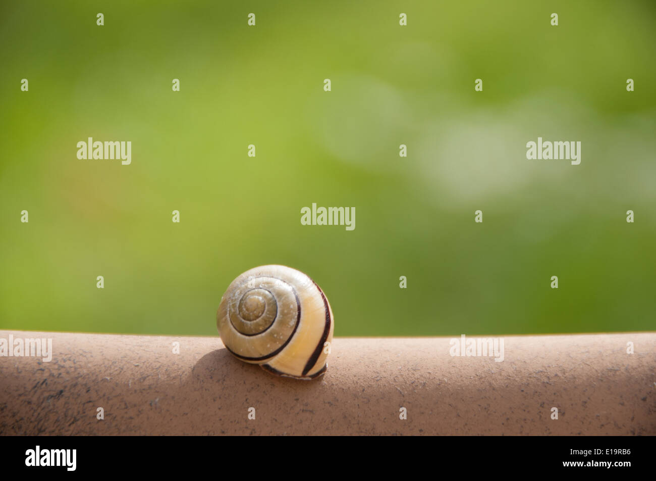 Snail in shell moving along watering can Stock Photo - Alamy