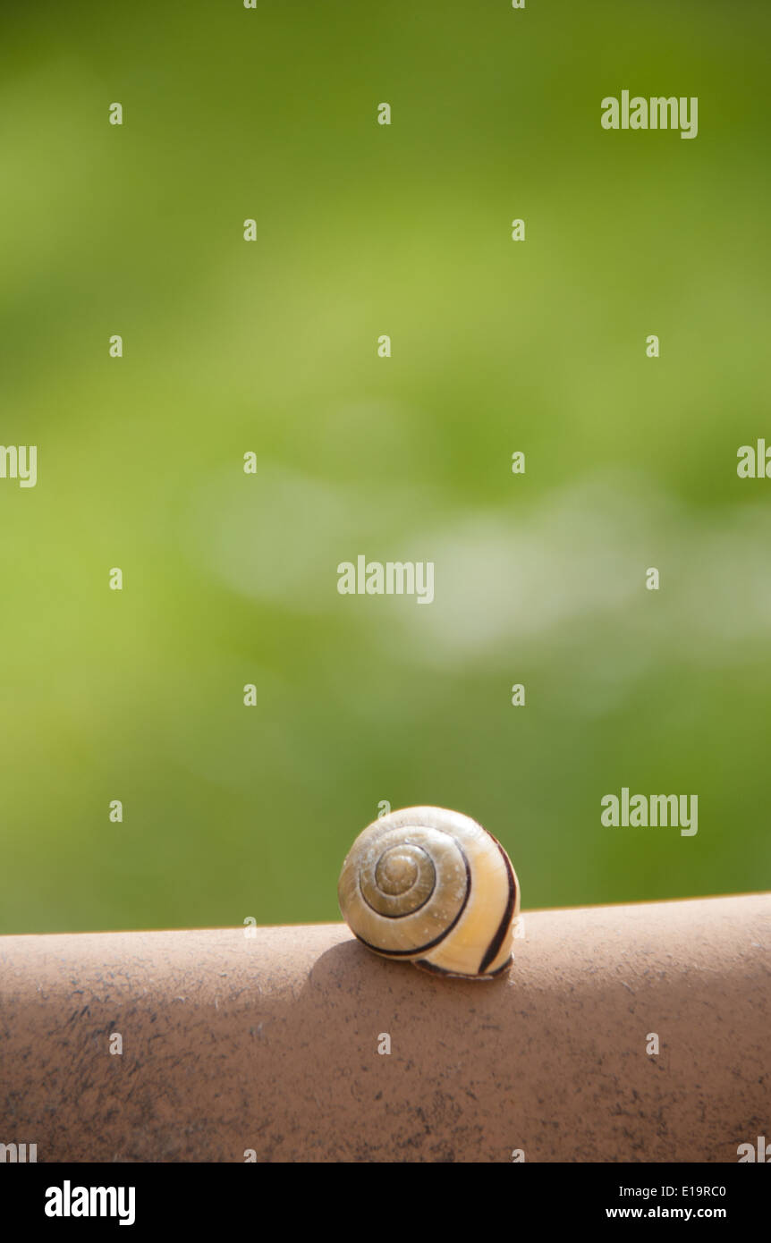 Drop shell hi-res stock photography and images - Alamy
