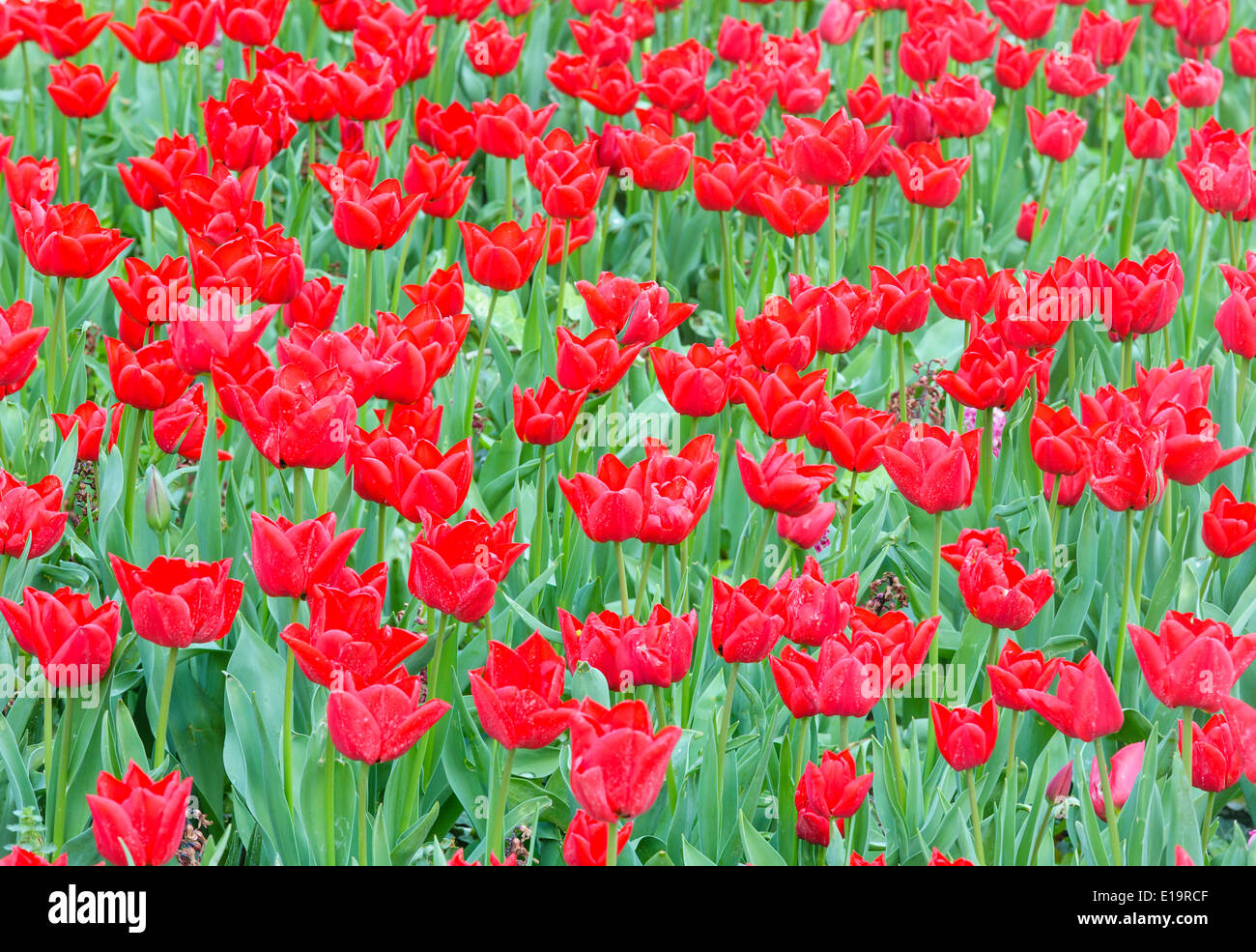 Beautiful red tulips (closeup) in the spring time. Nature background ...