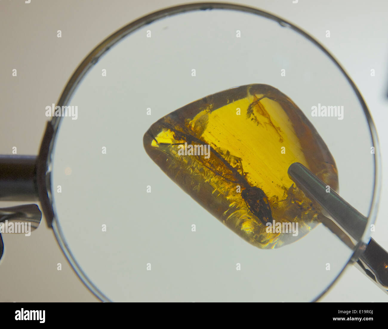 Fossilised insects in amber seen through magnifying glass San Cristobal ...