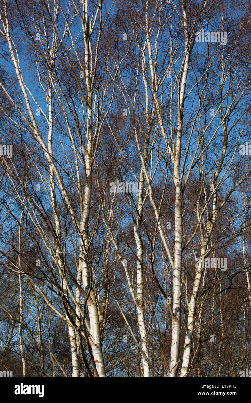 Birch tree without leaves hi-res stock photography and images - Alamy