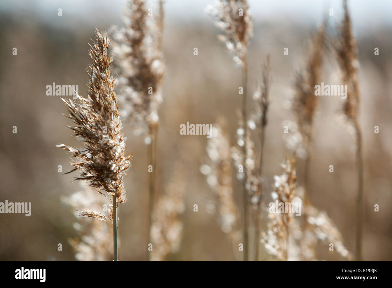 Seed heads of water reeds back lit by the sun Stock Photo - Alamy