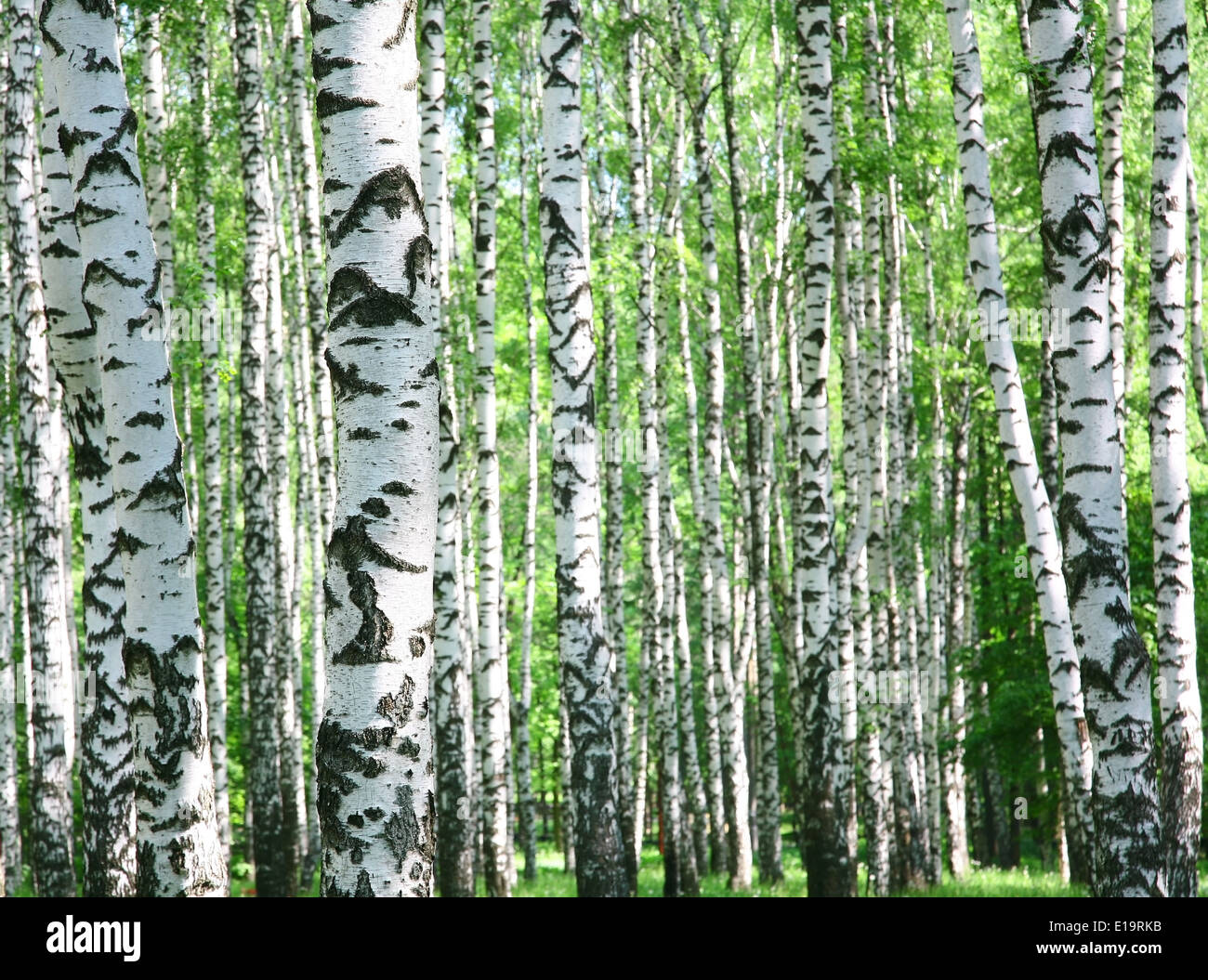 Trunks of birch trees in spring Stock Photo - Alamy