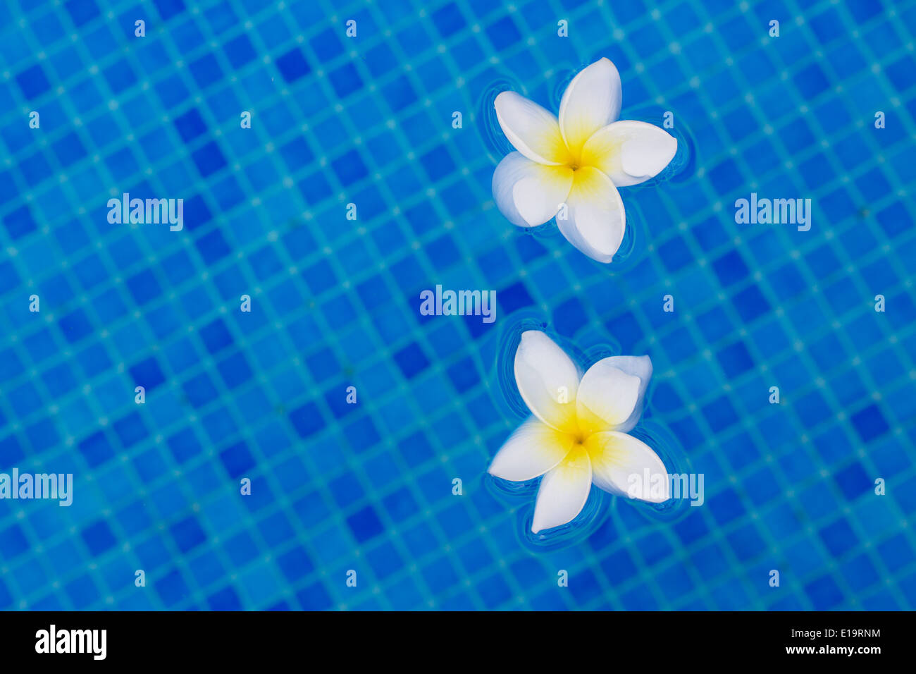 two frangipani flowers on blue Stock Photo - Alamy