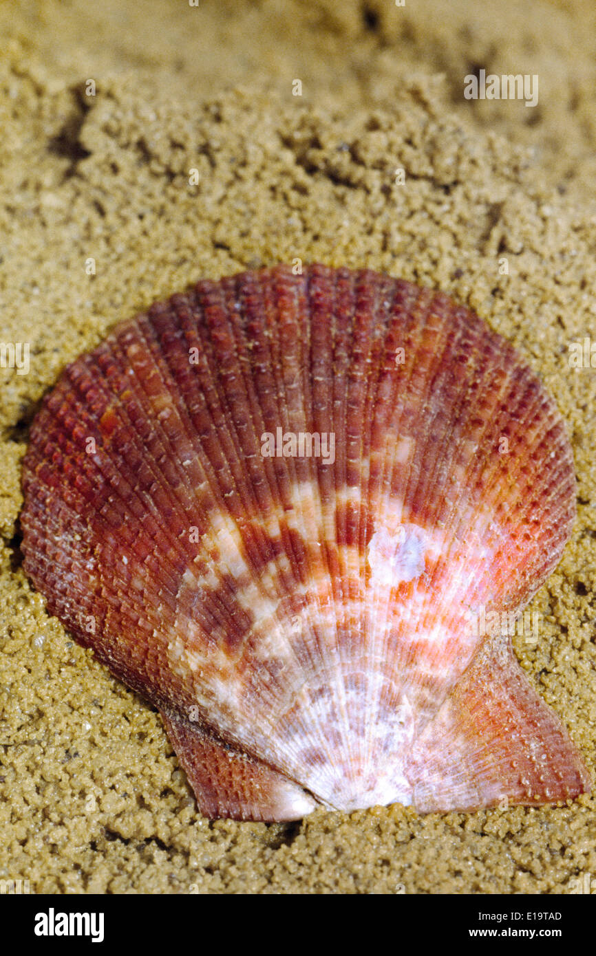 Saudi arabia sea shell hi-res stock photography and images - Alamy