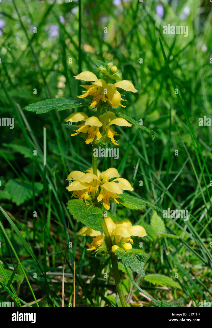 Yellow Archangel - Lamiastrum galeobdolon in woodland setting Stock ...