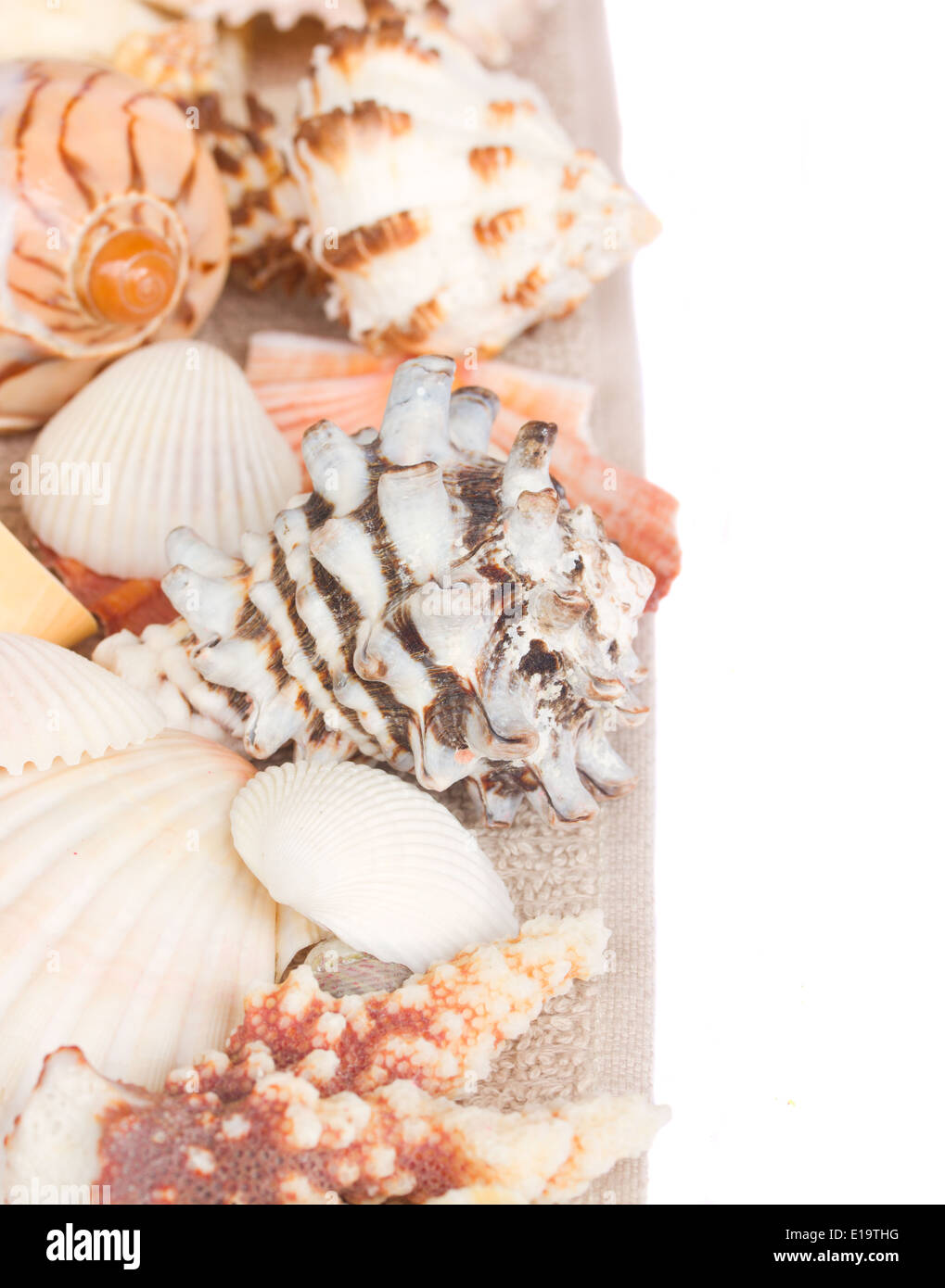 pile of seashells Stock Photo - Alamy