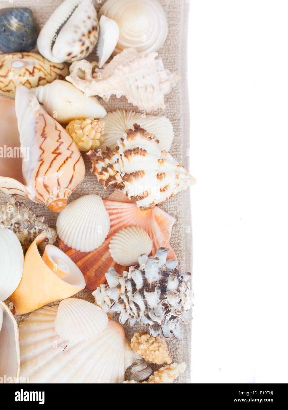 pile of seashells Stock Photo - Alamy