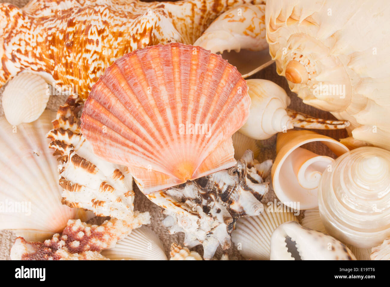 pile of seashells Stock Photo - Alamy