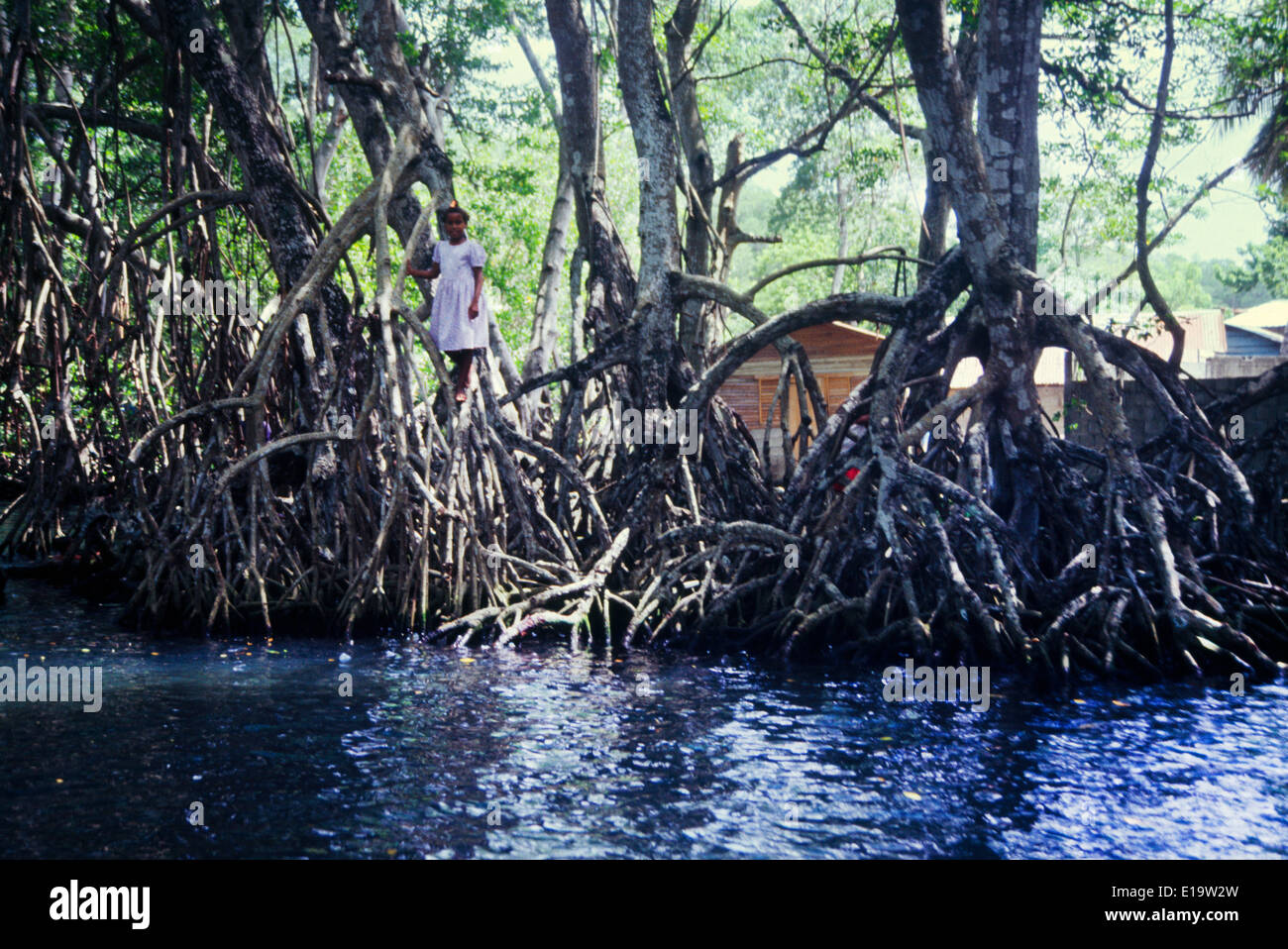 Dominican Republic Mangrove Swamp And Lagoon Stock Photo - Alamy