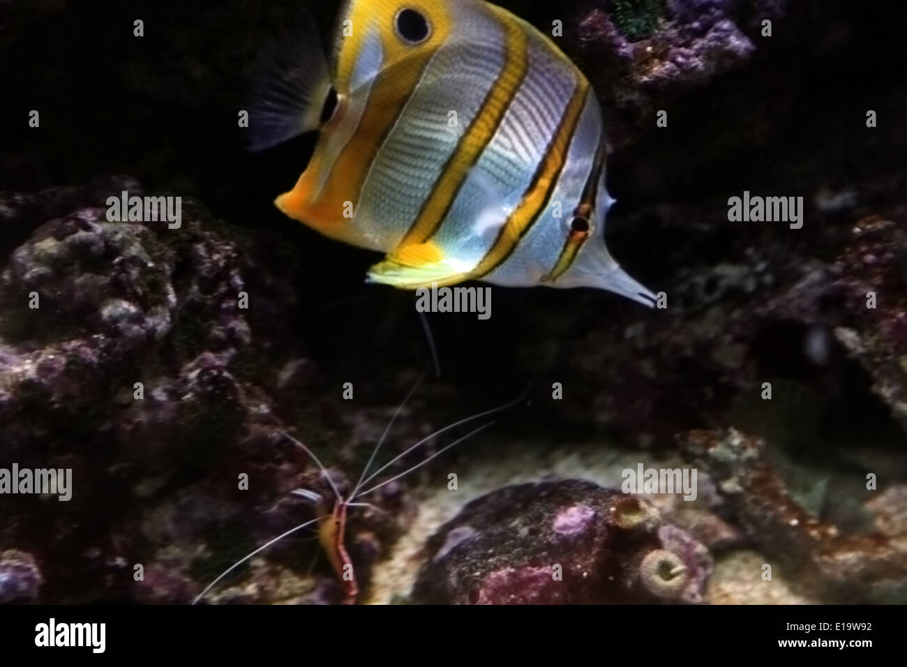 Copperband Butterflyfish (Chelmon rostratus) with white fungus on head ...