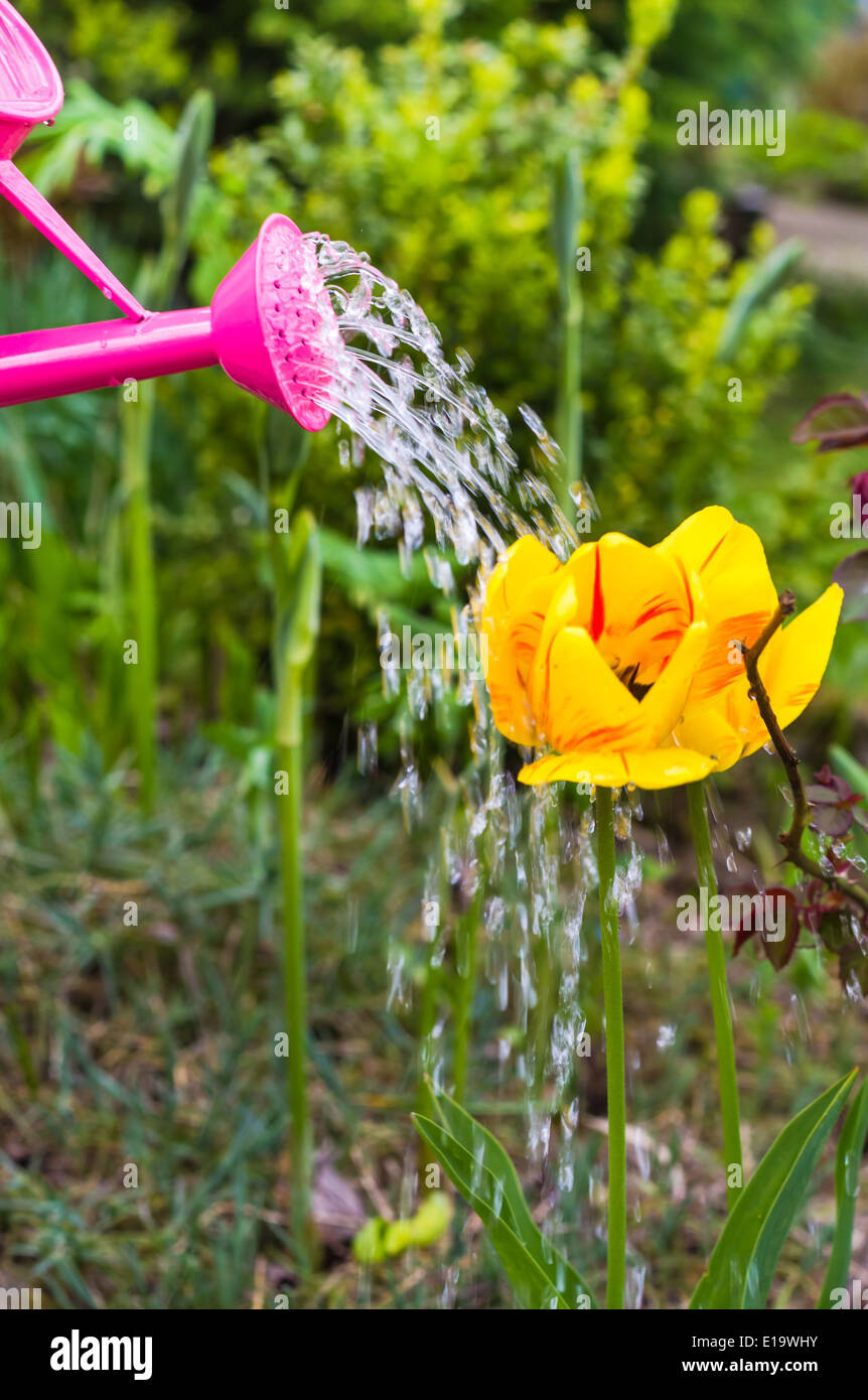 Watering flowers in spring garden watering can Stock Photo - Alamy