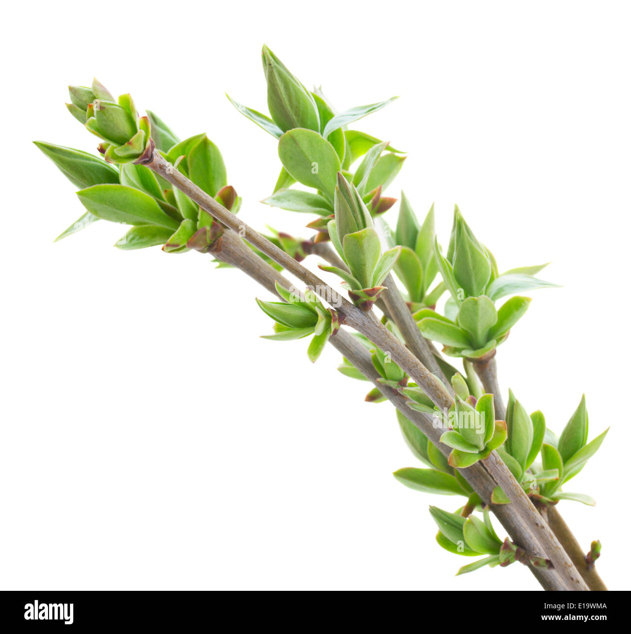 spring buds on tree Stock Photo - Alamy