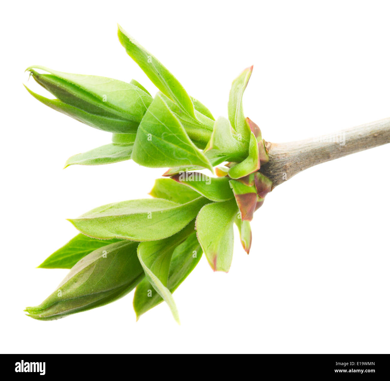 Little tree growing conceptual hi-res stock photography and images - Alamy