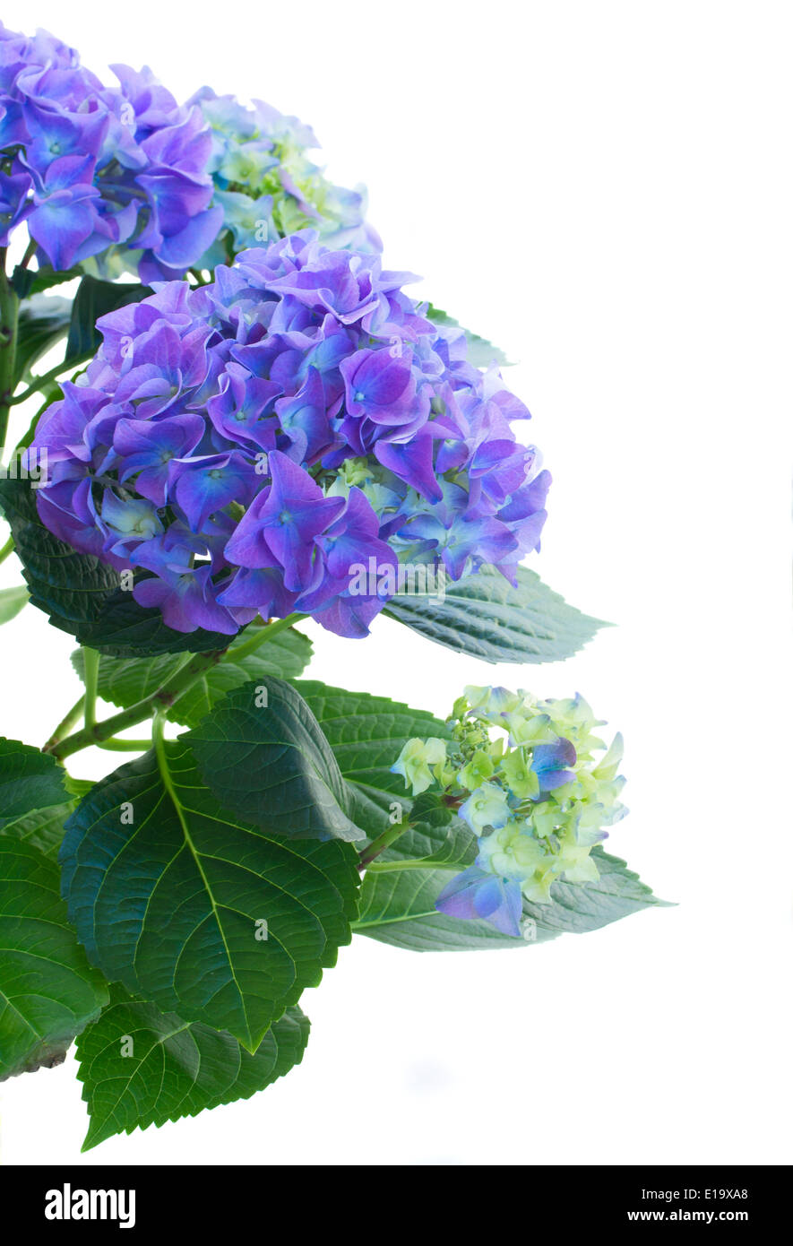 blue hortensia flowers close up Stock Photo - Alamy