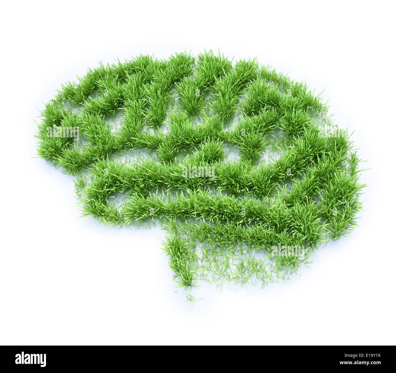 Grass patch shaped like a human brain Stock Photo - Alamy