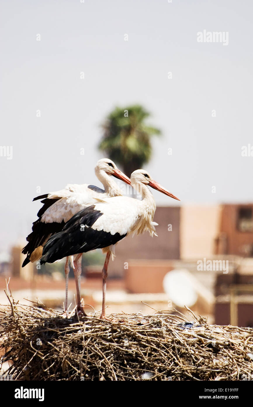 Storks at El Badi palace, Marrakech, Morocco Stock Photo - Alamy